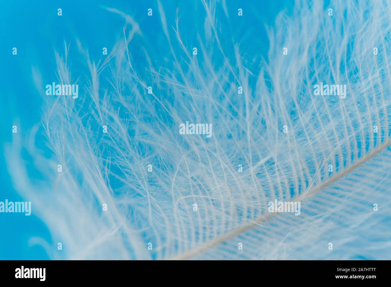 White feather on blue background. Softness concept Stock Photo - Alamy