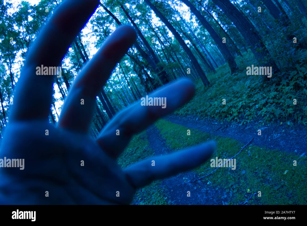 Twilight in the forest, mystic nightscape. Scary forest Stock Photo - Alamy