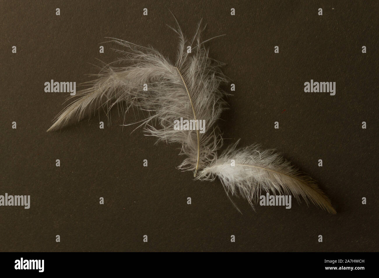 Broken feather on black background. Life problems concept Stock Photo ...
