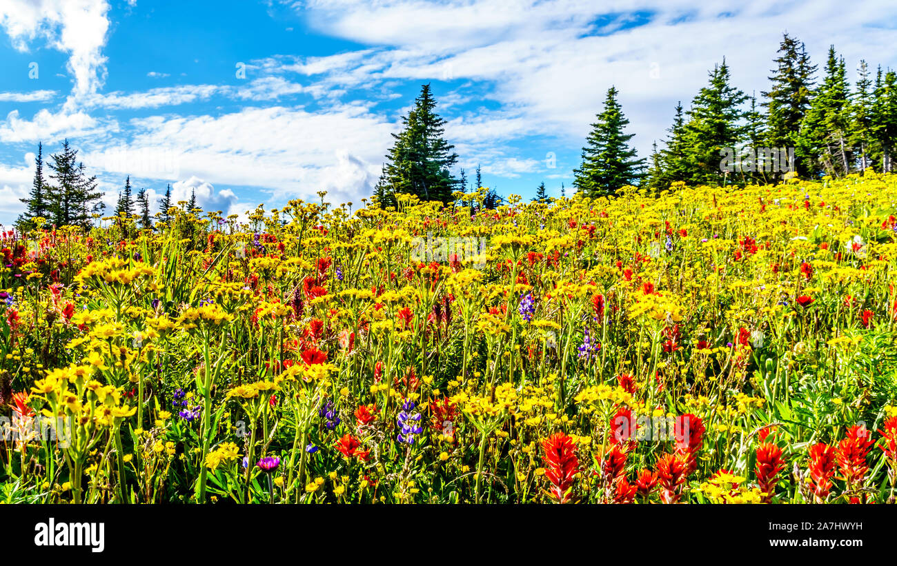 The Alpine Meadows filled with colorful wildflowers on Tod Mountain at ...