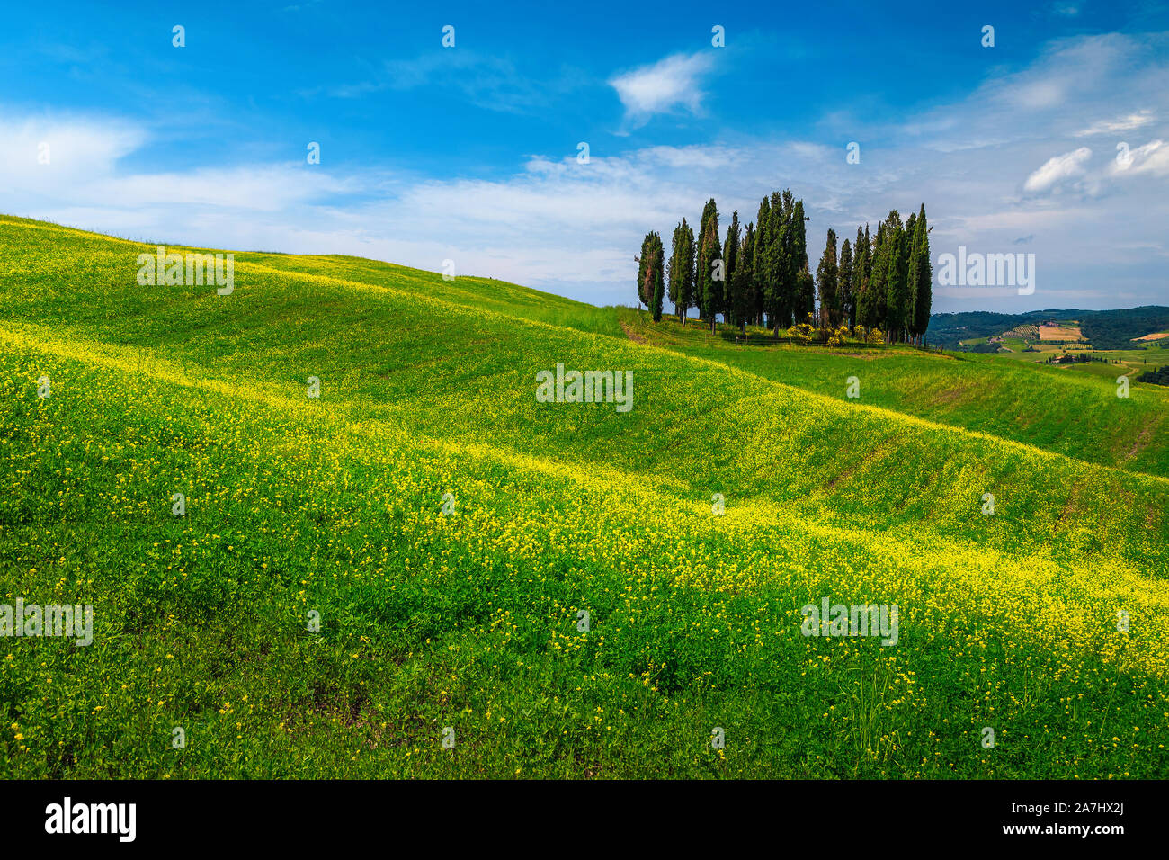 Landscape colza flowers hi-res stock photography and images - Alamy