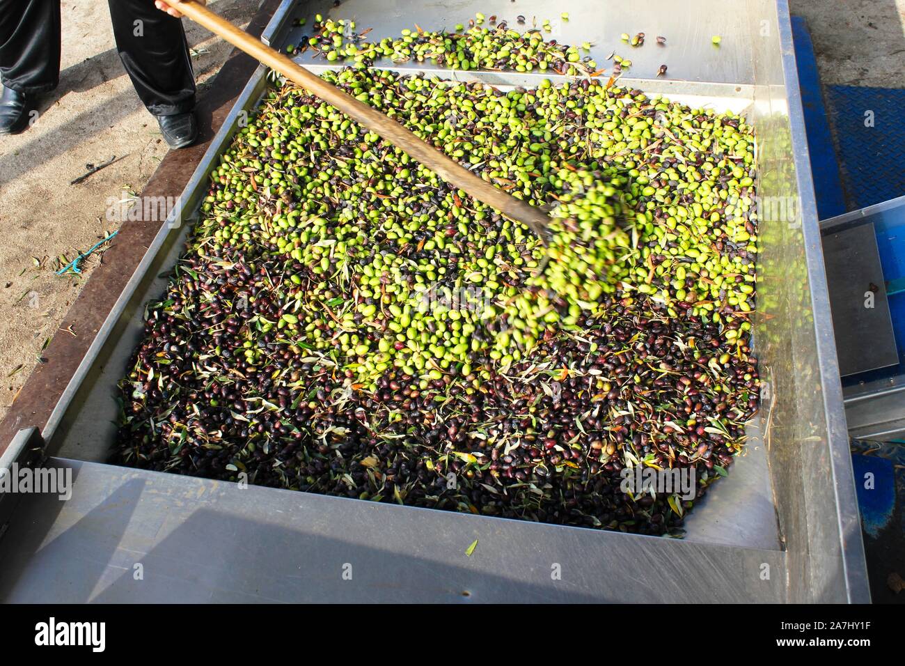 Olive oil press in oil hi-res stock photography and images - Alamy