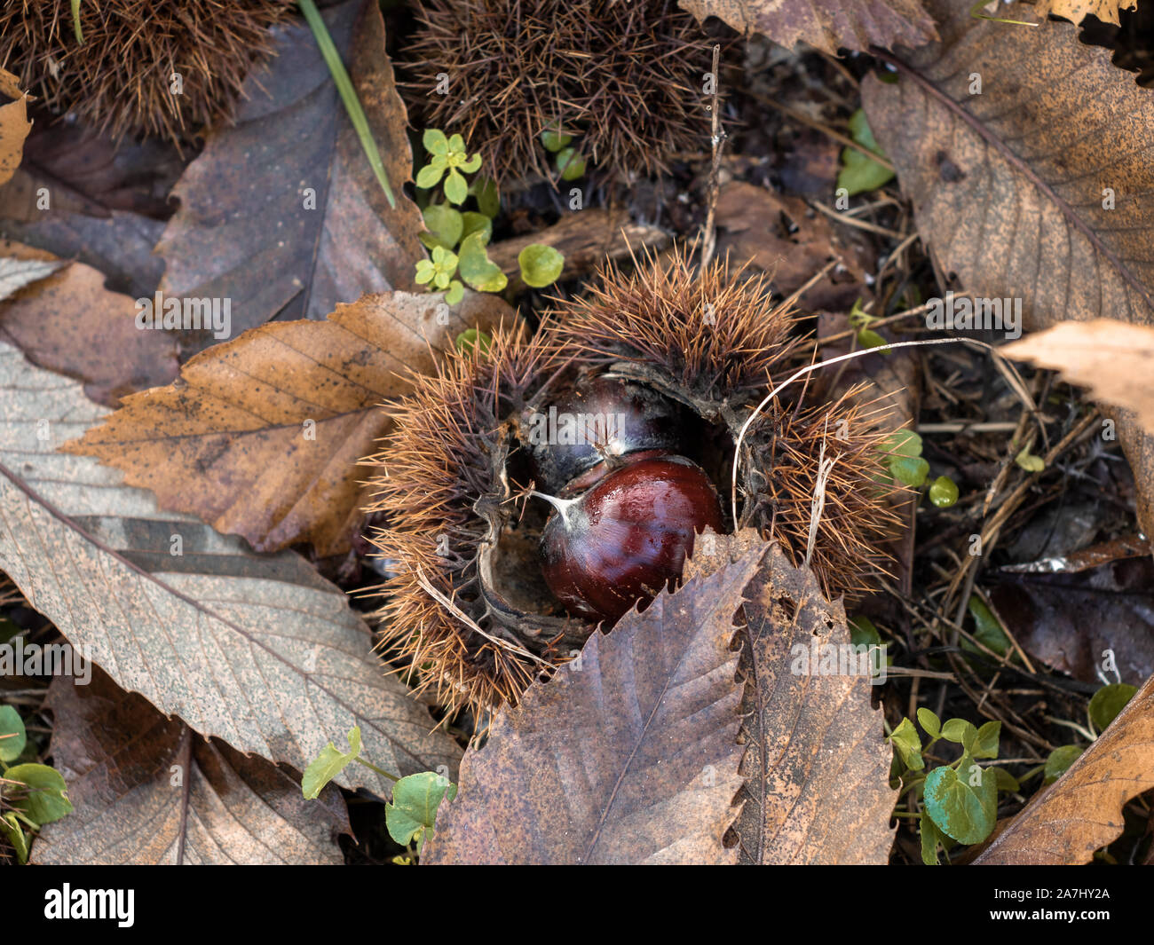 big chestnuts with a shiny skin still enclosed in the hedgehog between ...