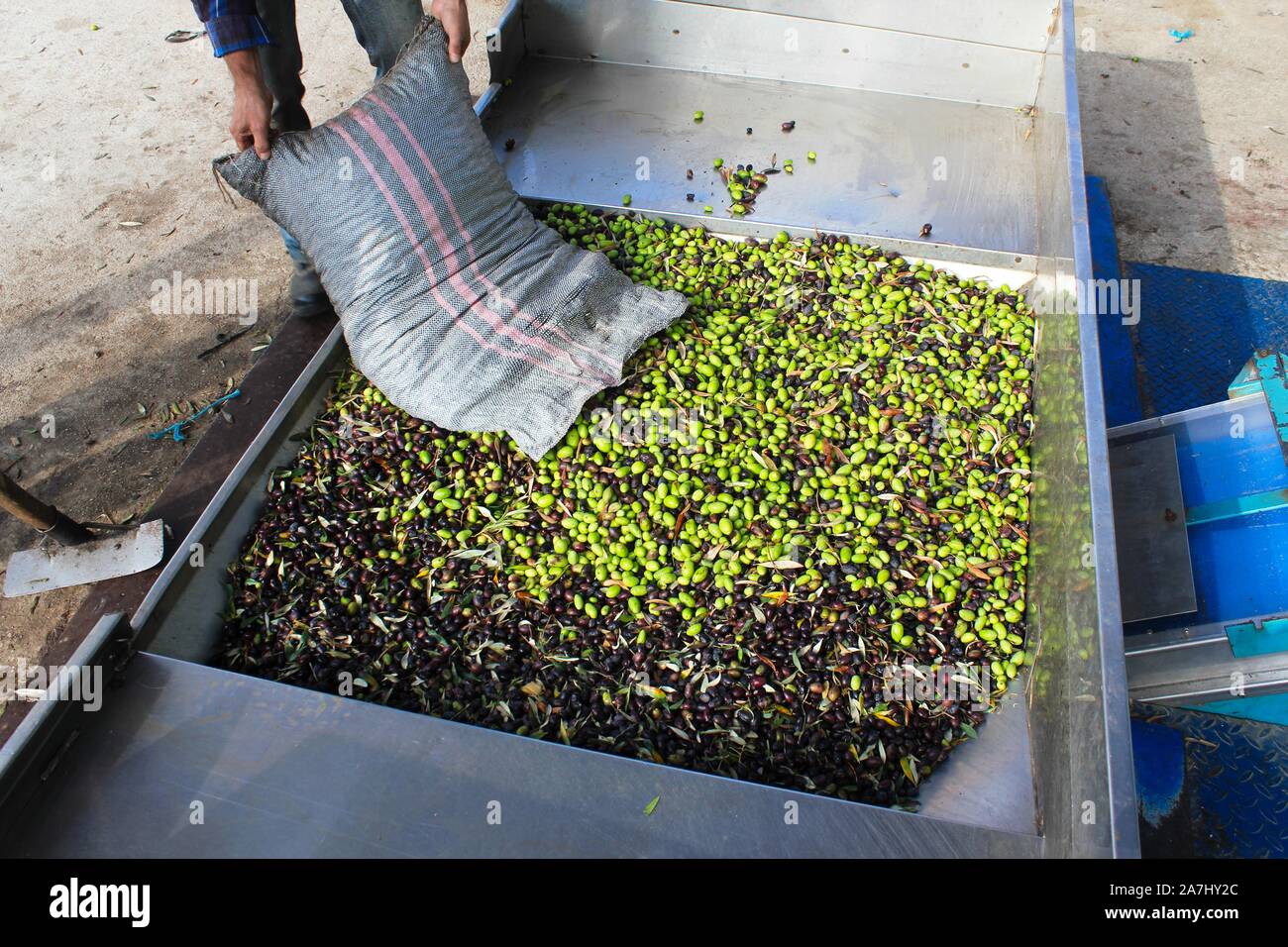 Olive oil press in oil hi-res stock photography and images - Alamy