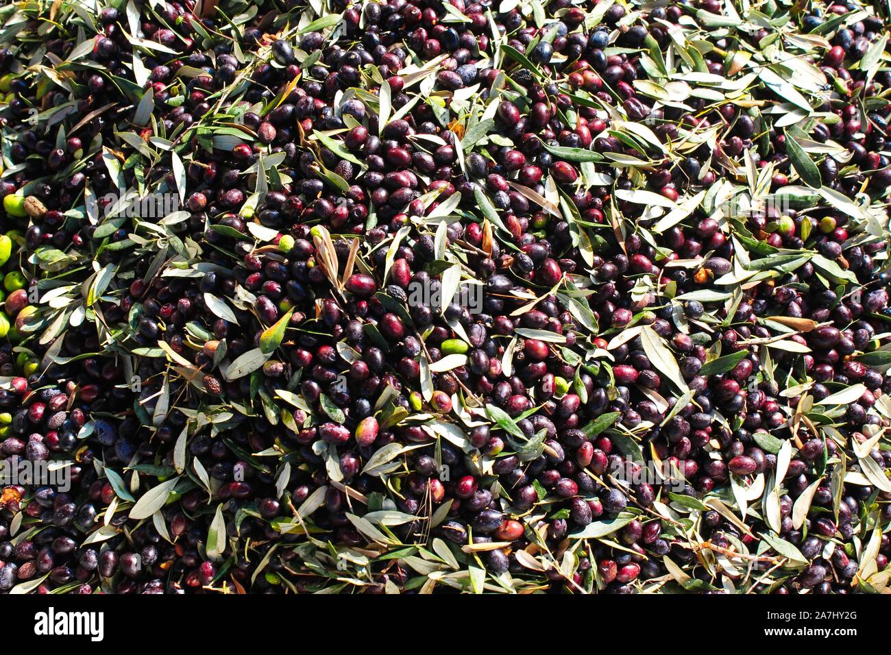 Olive oil press in oil hi-res stock photography and images - Alamy