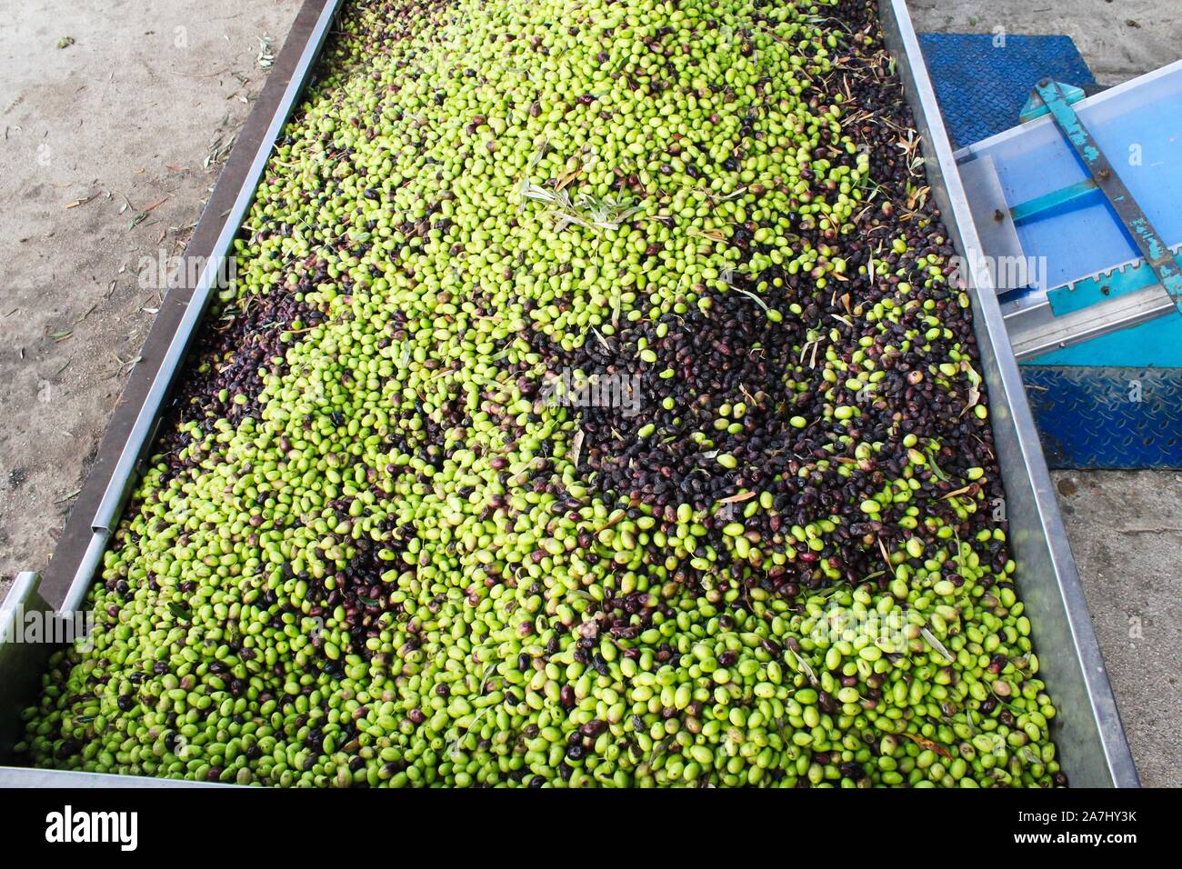 Olive oil press in oil hi-res stock photography and images - Alamy