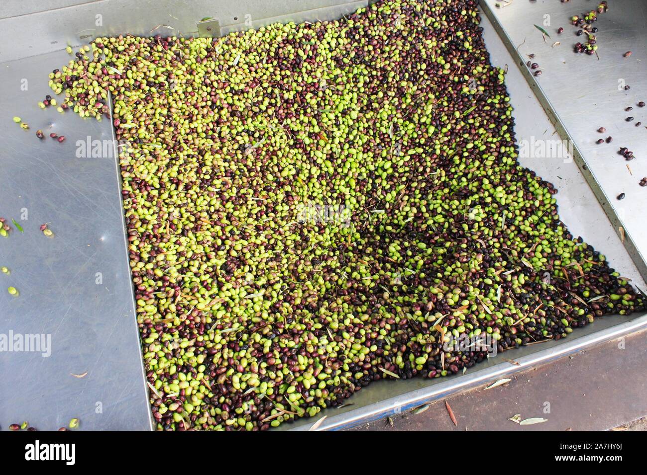 Harvested olives unloaded from truck to press hopper in olive oil mill ...