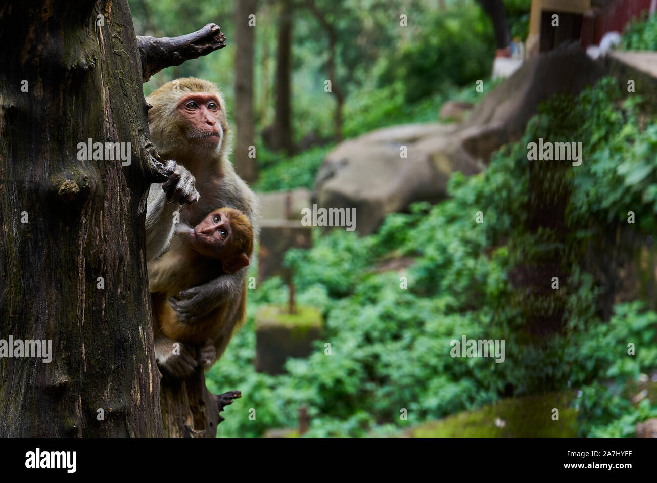 Mum carry hi-res stock photography and images - Alamy