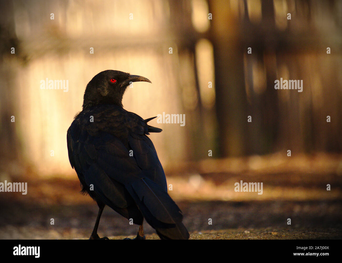 Evil Raven Bird With Red Eyes