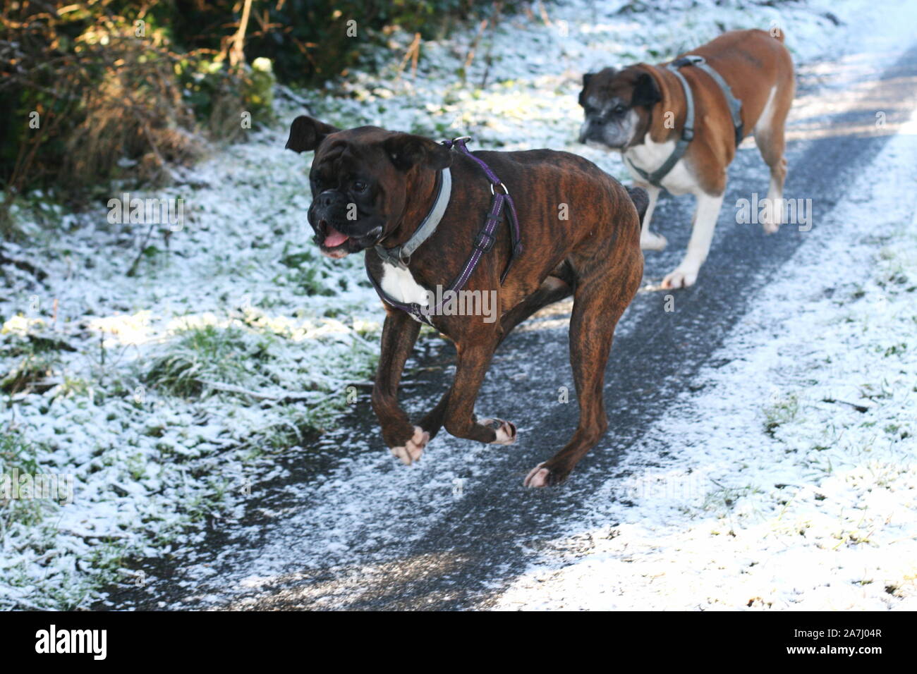Boxer Dogs High Resolution Stock Photography and Images - Alamy