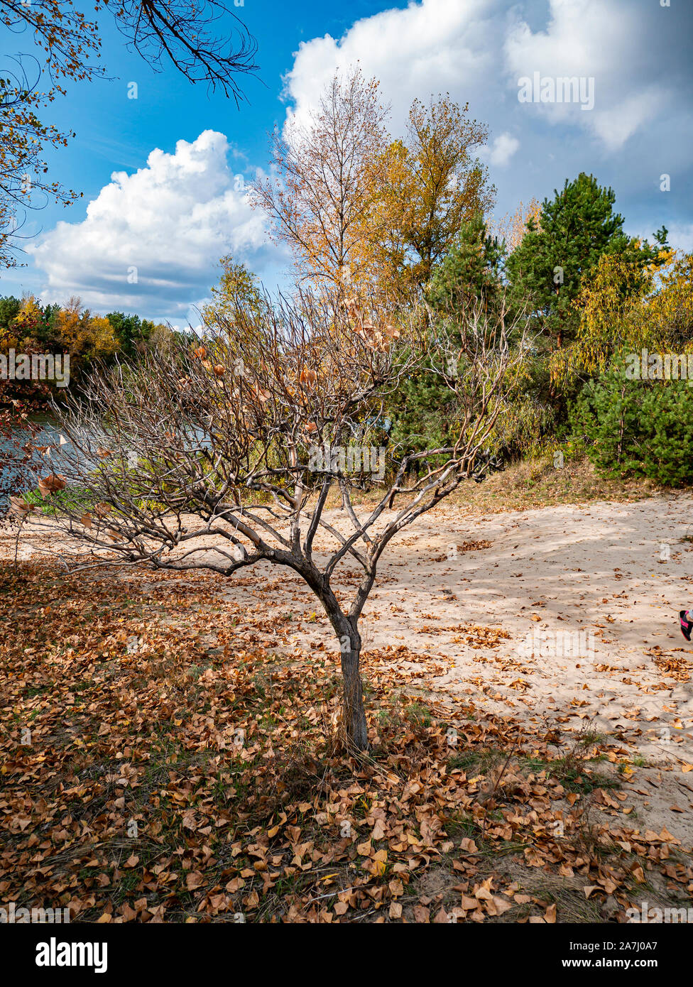 Autumn tree without leaves on a background of blue sky. Natural ...