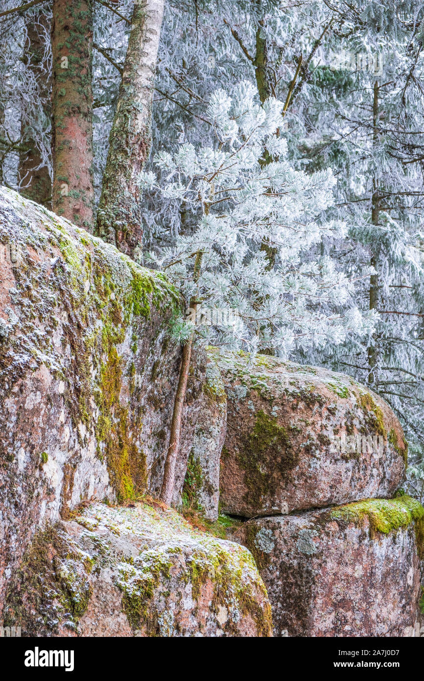 Rocky woodland pine tree hi-res stock photography and images - Alamy