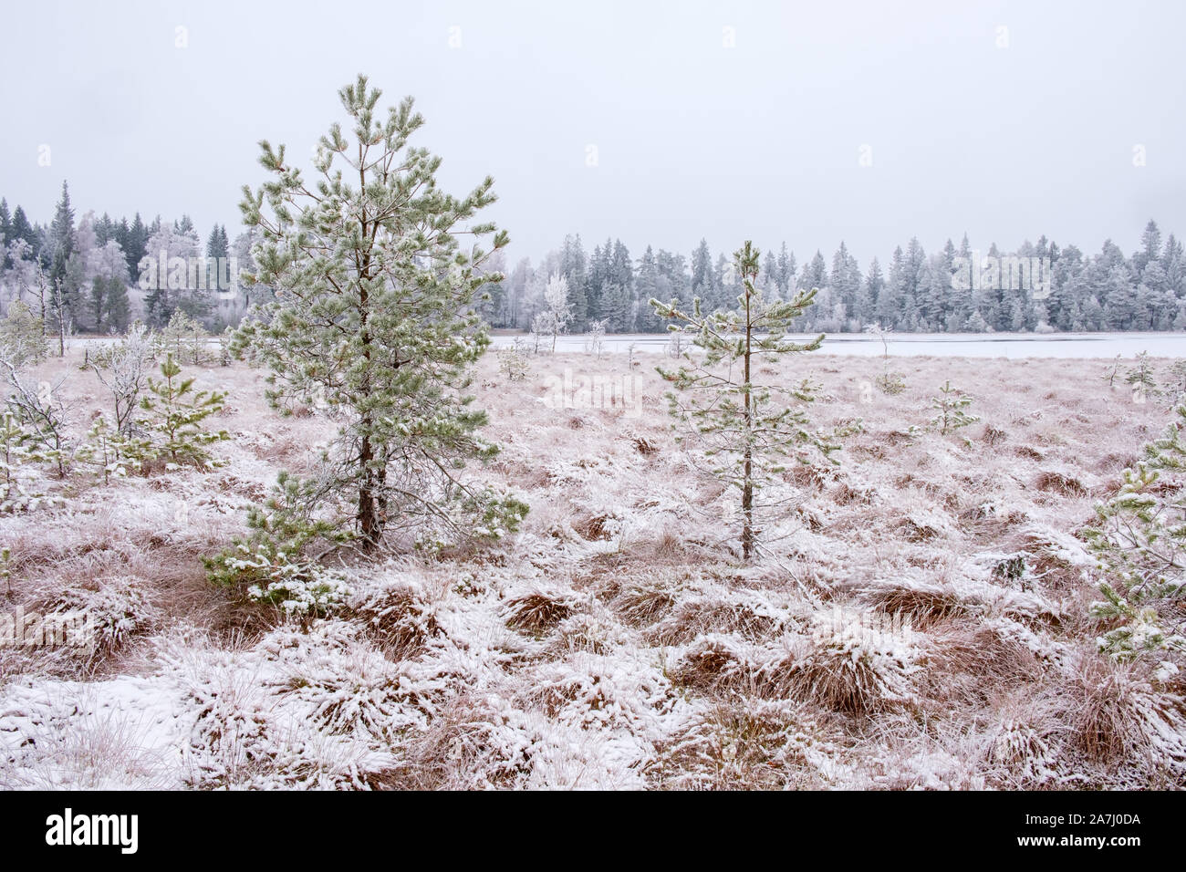 Frosty bog with pine trees and ned fallen snow Stock Photo - Alamy