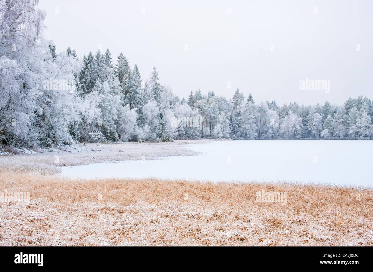 Forest lakeshore frost on hi-res stock photography and images - Alamy
