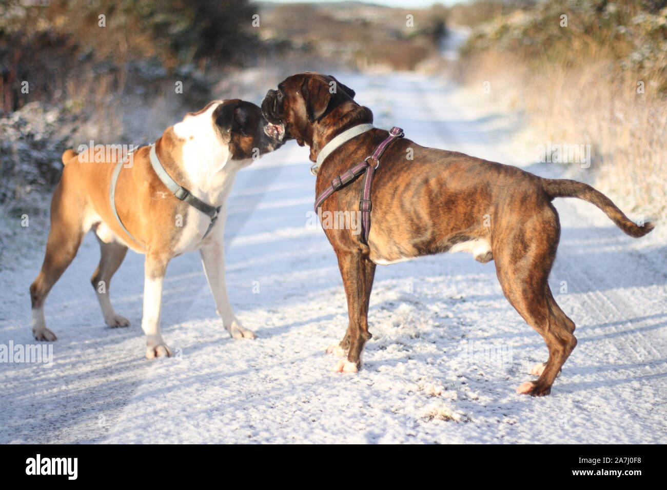 Boxer Dogs High Resolution Stock Photography and Images - Alamy