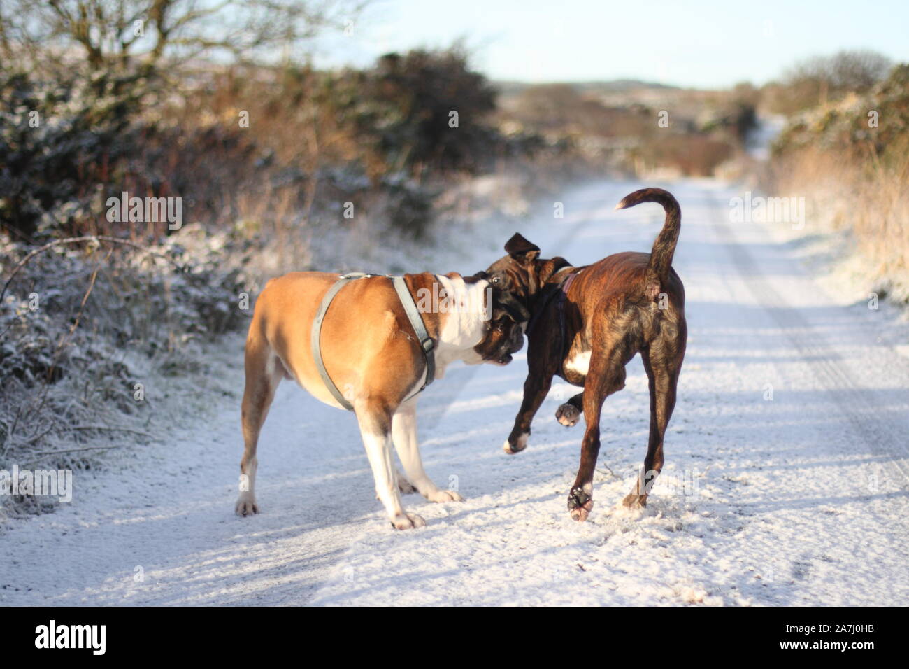 Boxer dogs hi-res stock photography and images - Alamy