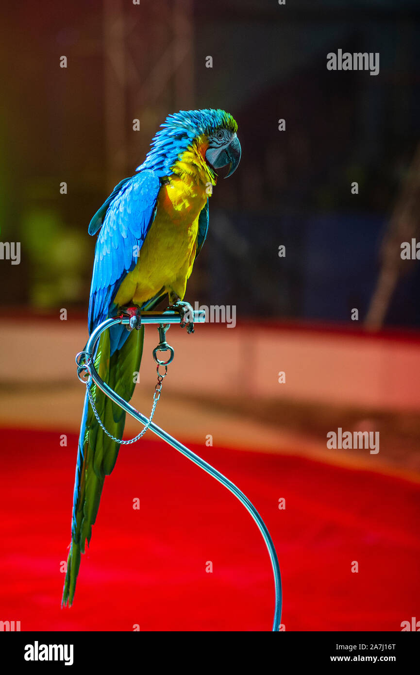 Circus parrot hi-res stock photography and images - Alamy