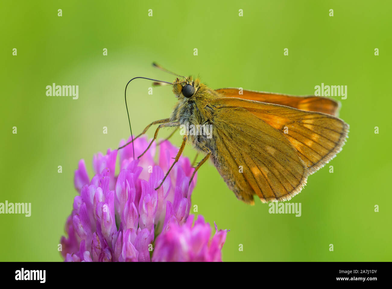 Insects of grassland hi-res stock photography and images - Alamy