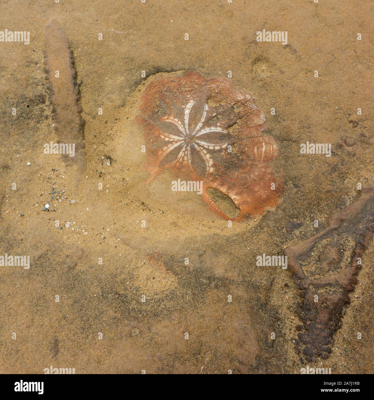 Ammonites in limestone hi-res stock photography and images - Alamy