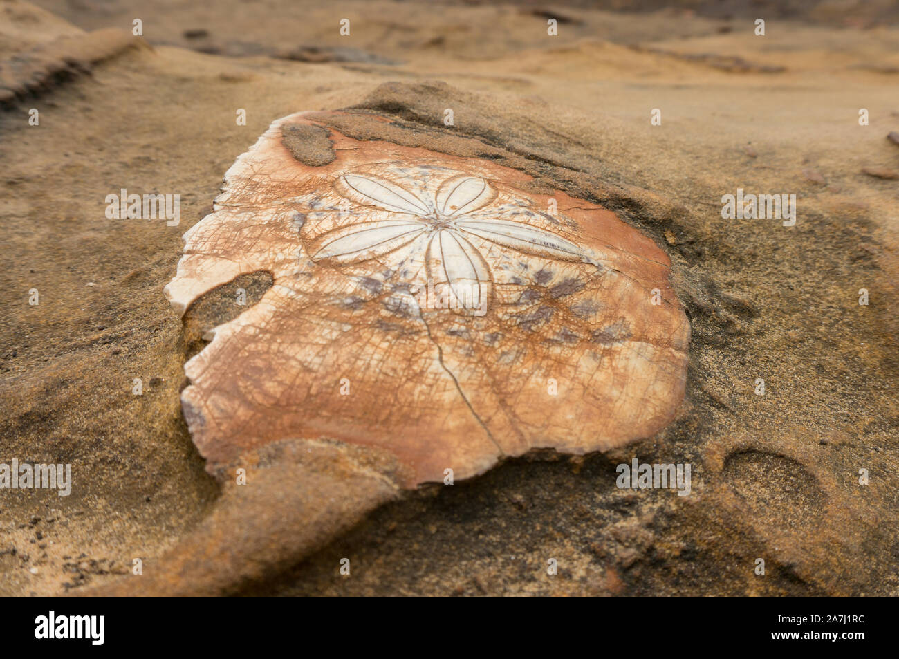 Prehistoric stone fossilized ammonite hi-res stock photography and ...