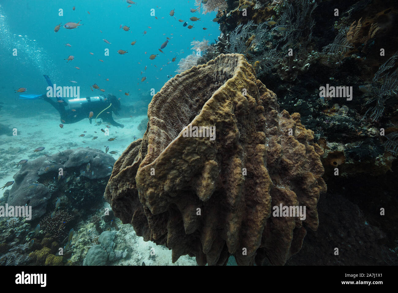 Deep sea sponge hi-res stock photography and images - Alamy