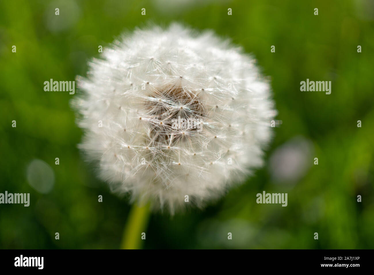 Life cycle of a dandelion hi-res stock photography and images - Alamy