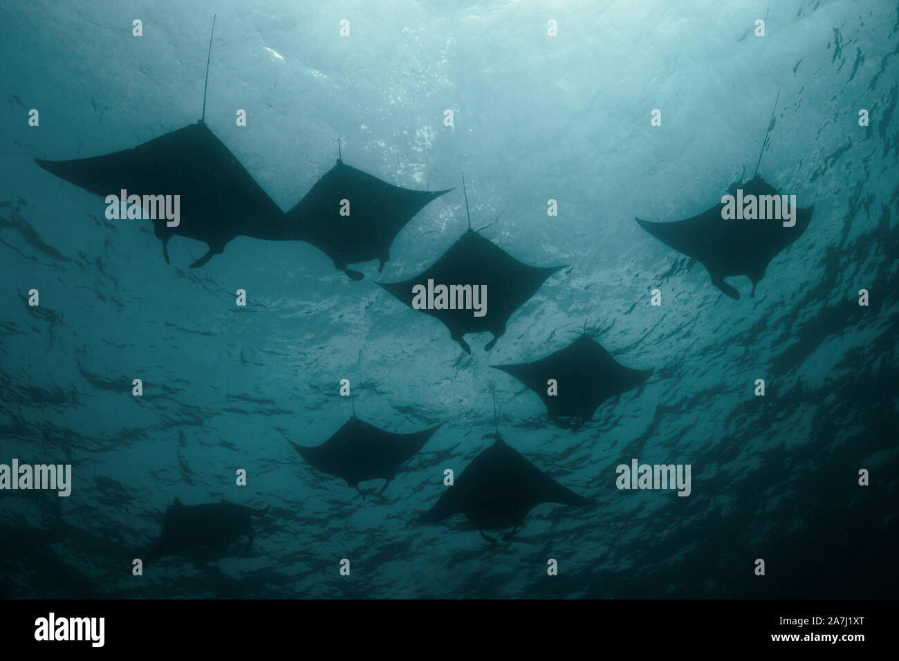 Manta rays, passing in surface . Devil rays in the Sulwaesi Sea near ...