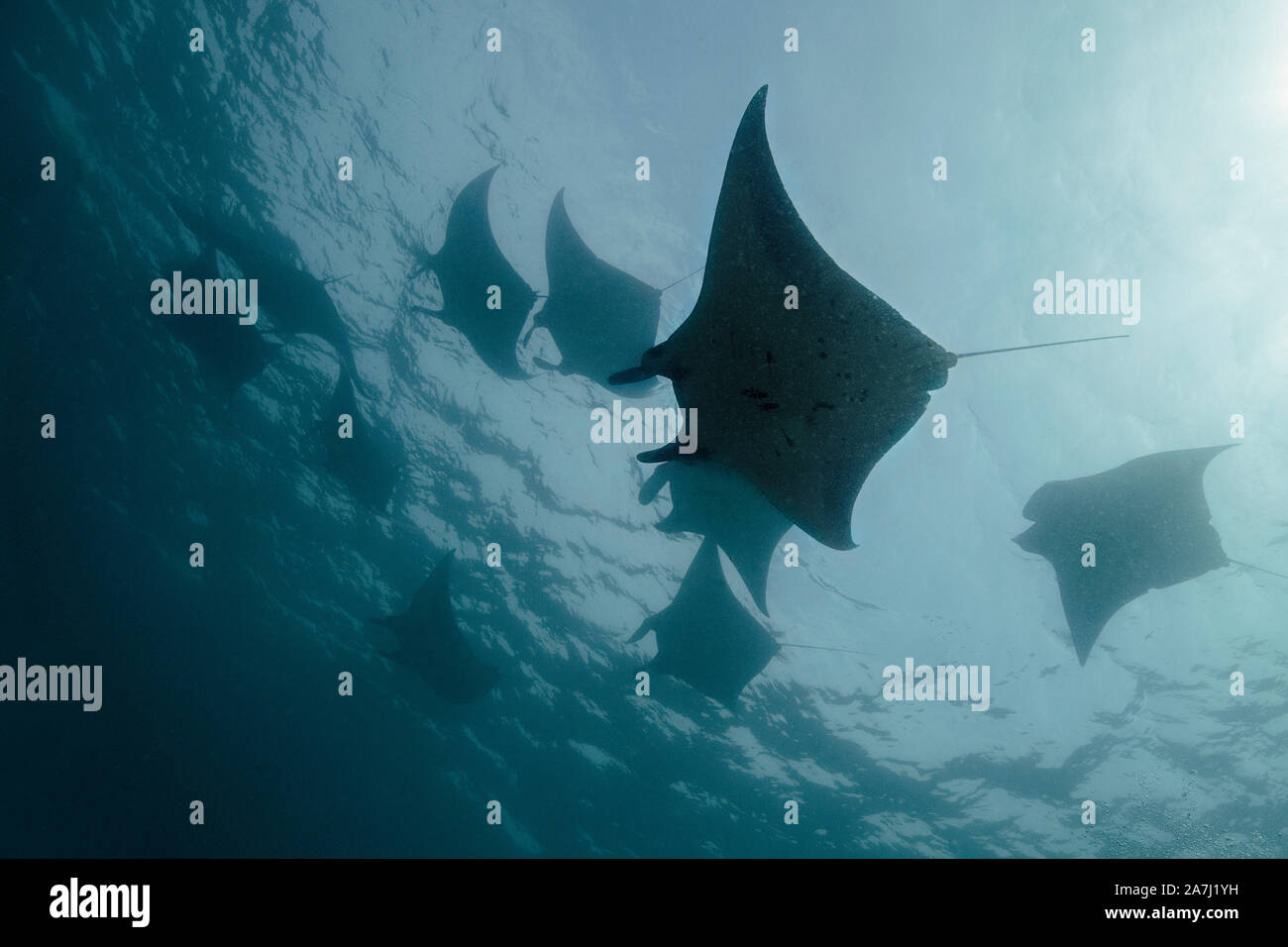 Manta rays, passing in surface . Devil rays in the Sulwaesi Sea near ...