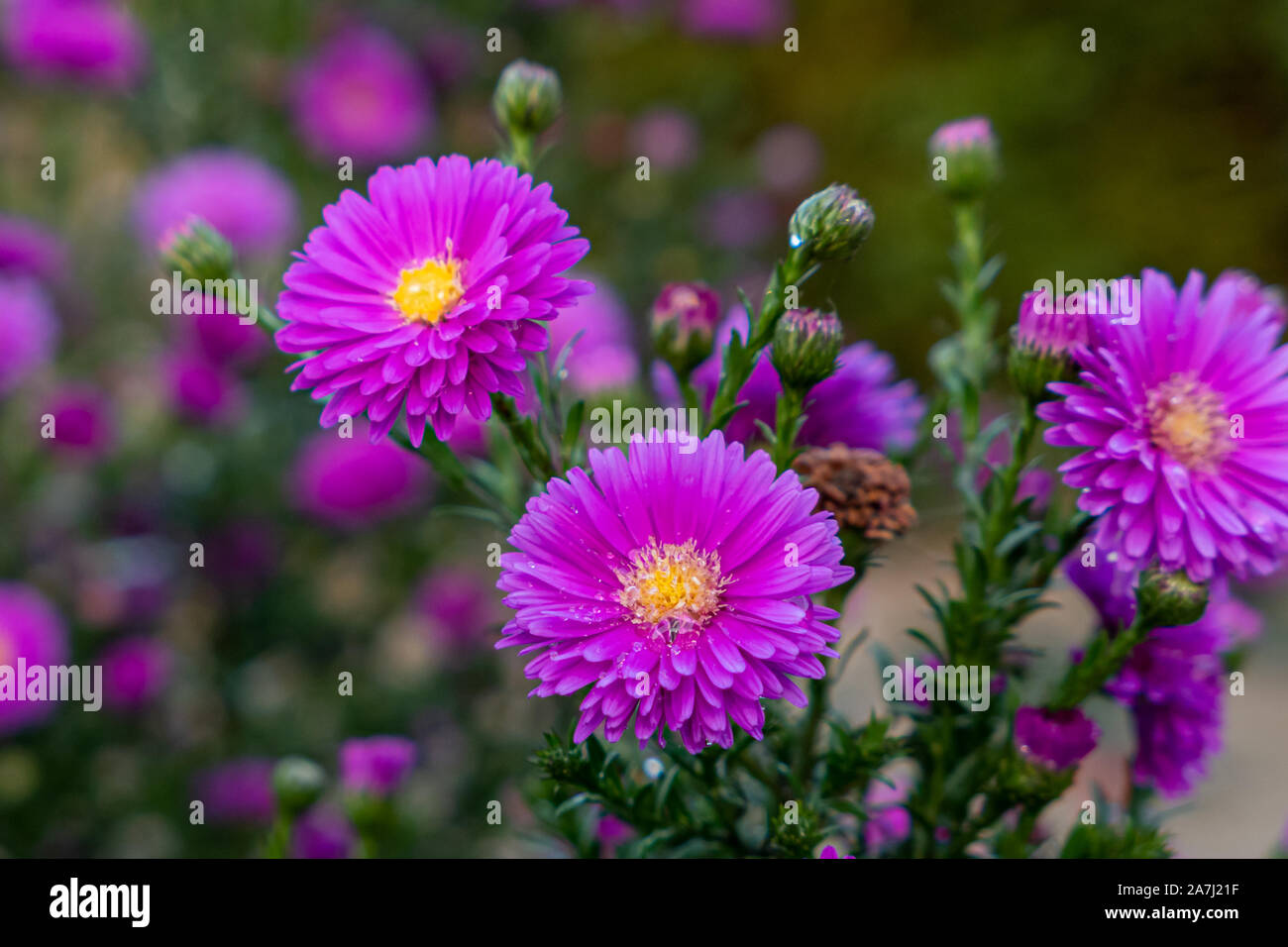 Macro shot of a purple multi-petaled flower with green background ...
