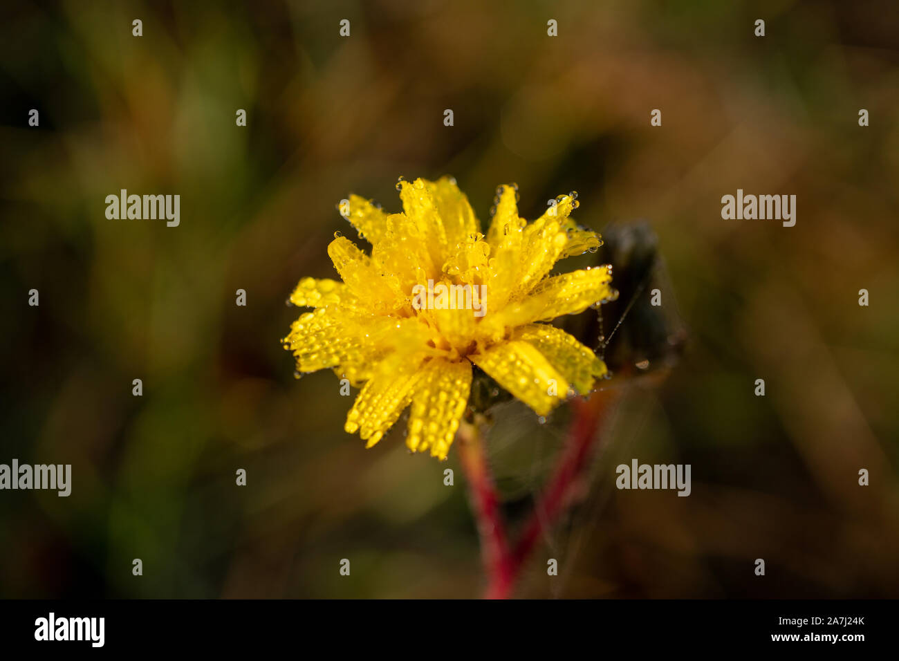 Frozen time drops hi-res stock photography and images - Alamy