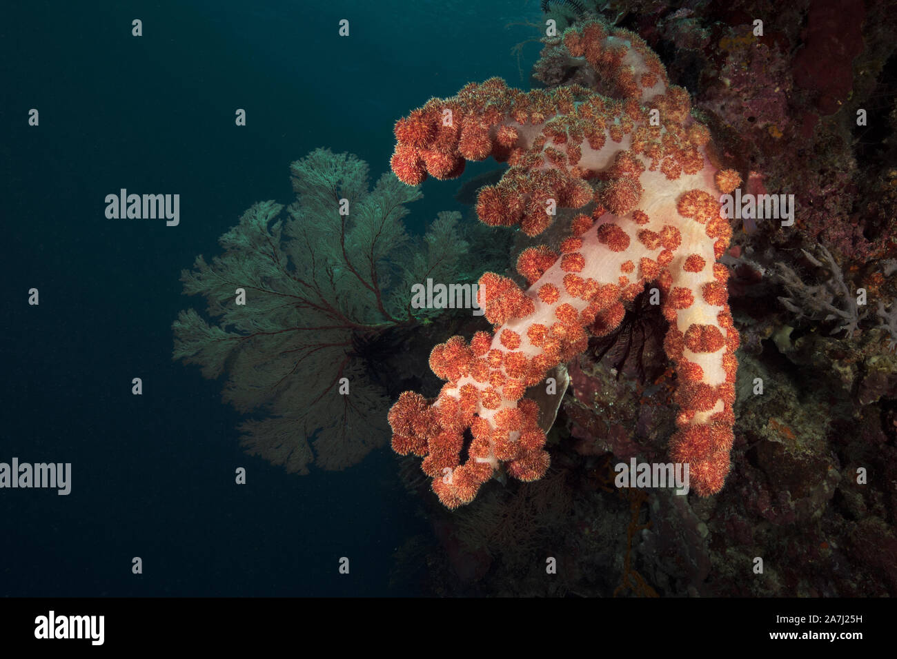 Beautiful soft coral. Amazing underwater world of Kakaban Island in the ...