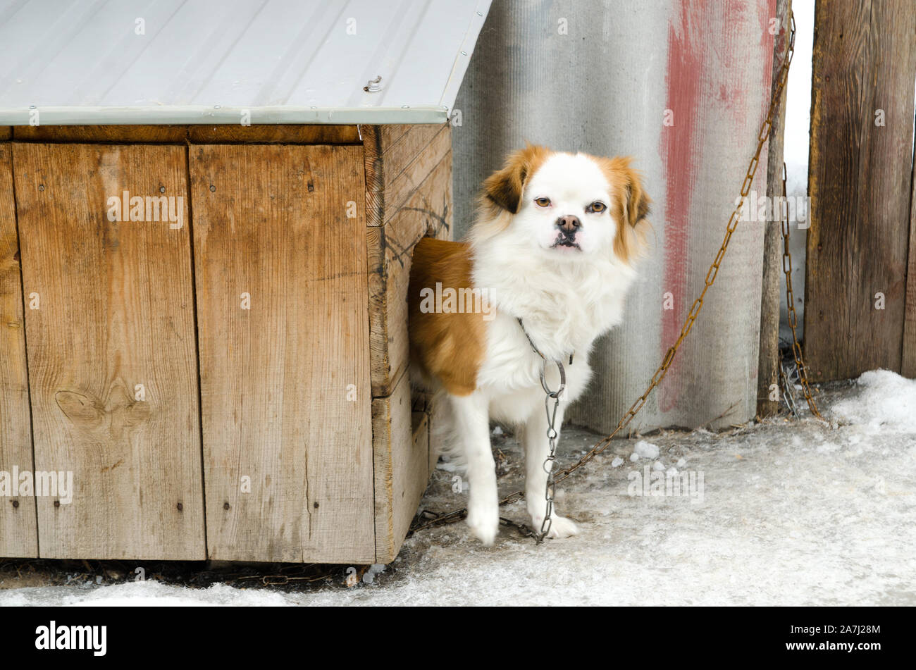 chained dog at the rural farm Stock Photo - Alamy