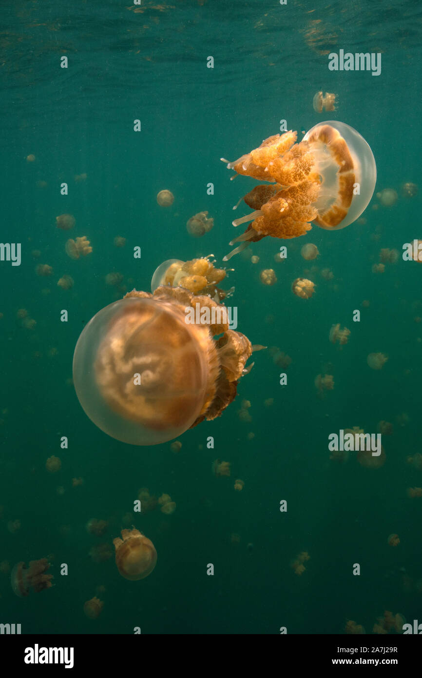 Jellyfish lake hi-res stock photography and images - Alamy
