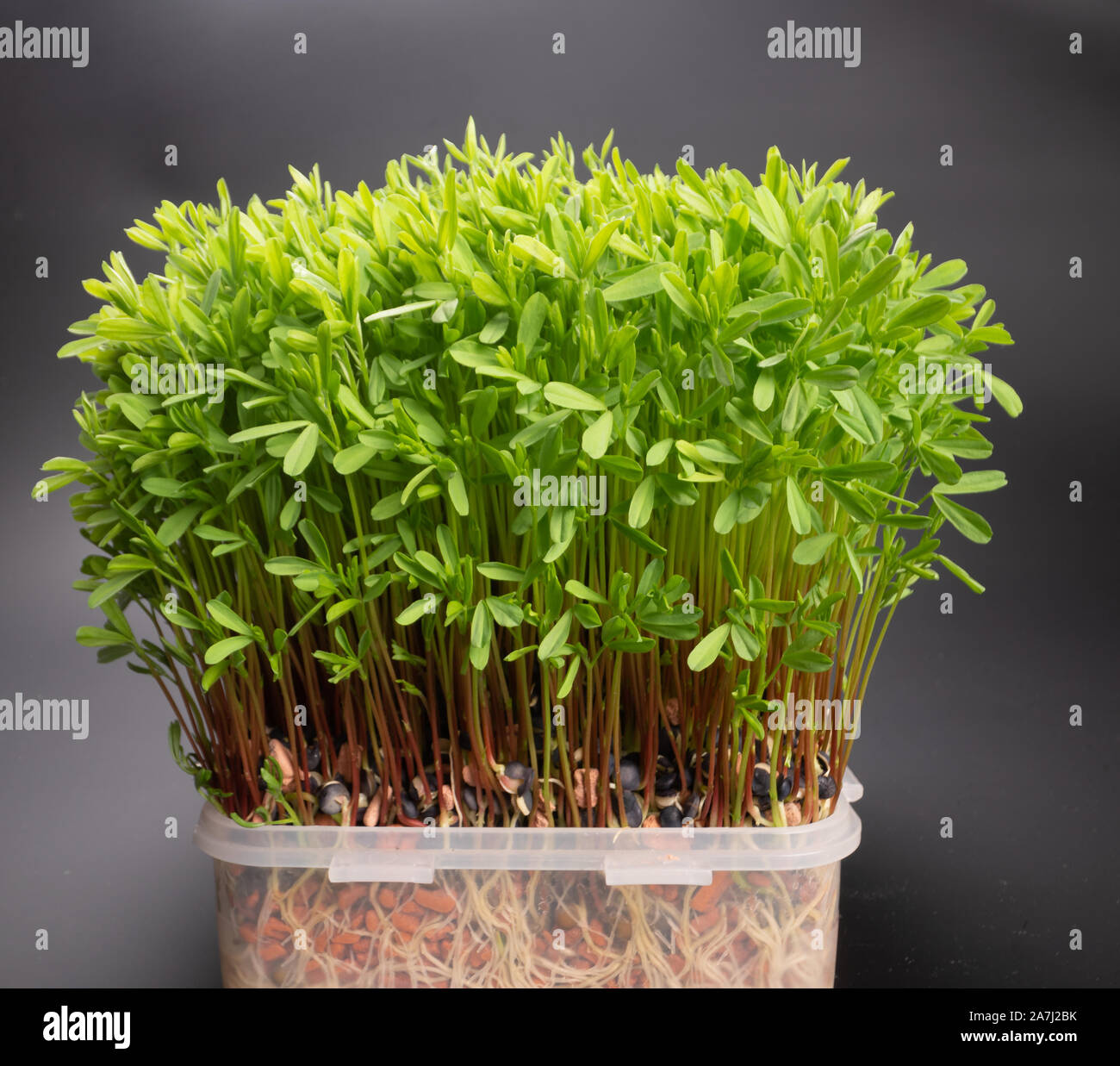 green sprouts edible plants. microgreens nutrition Stock Photo - Alamy