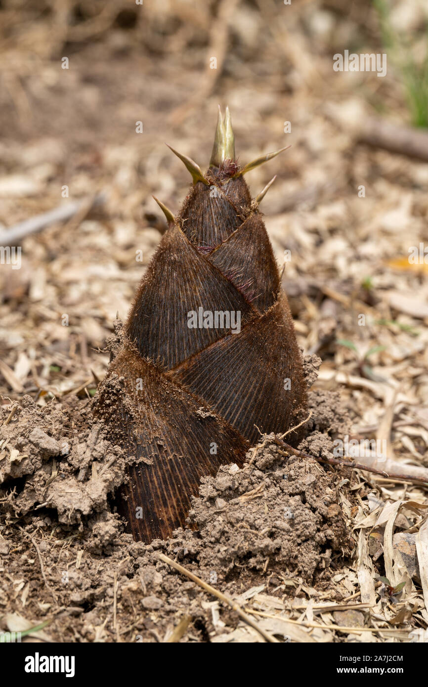 China bamboo forest cut hi-res stock photography and images - Alamy