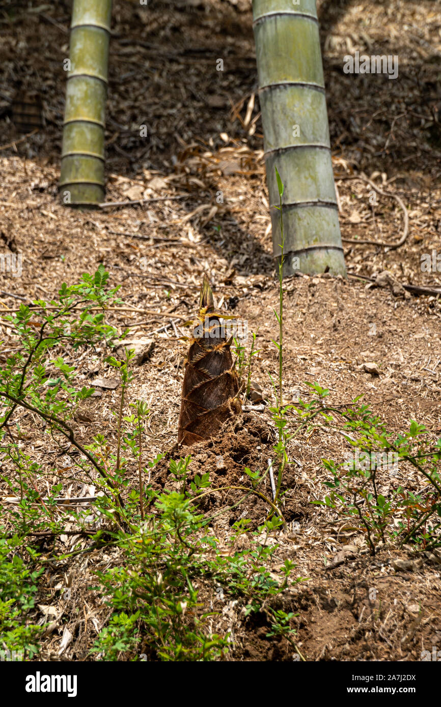 Just sprouted winter bamboo shoots in the forest during spring time in ...