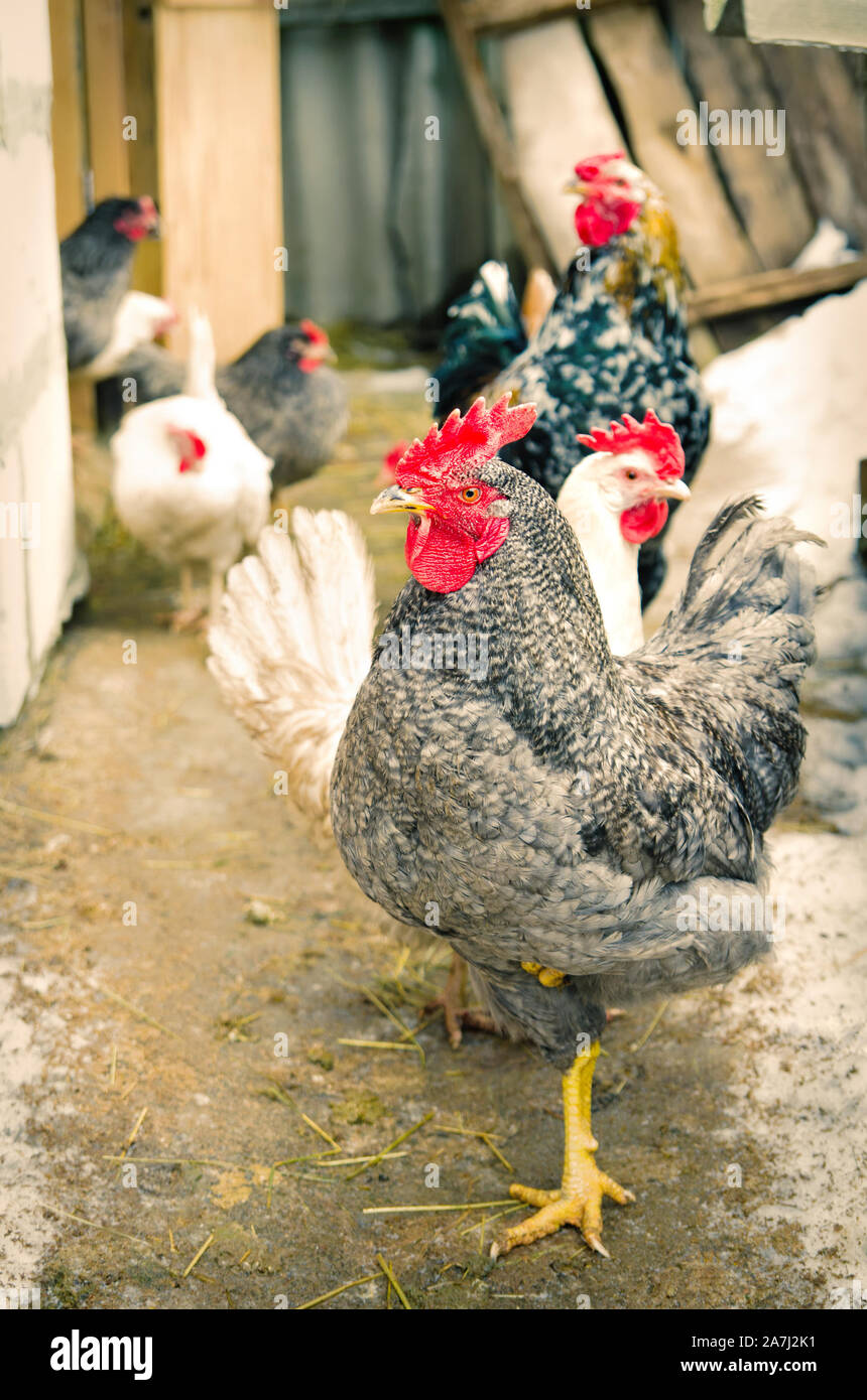 chicken at the rural farm yard Stock Photo - Alamy