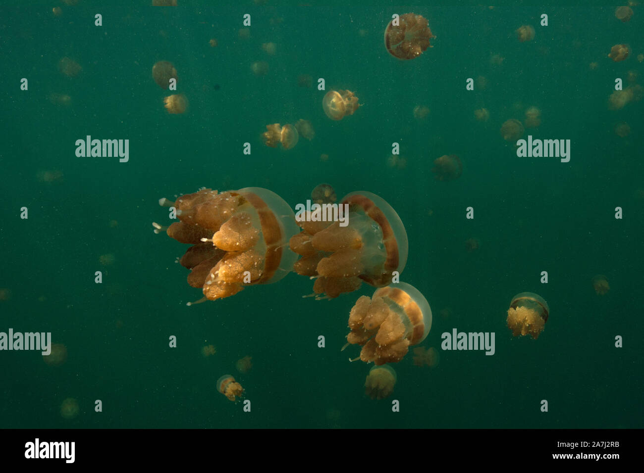 Jellyfish lake hi-res stock photography and images - Alamy