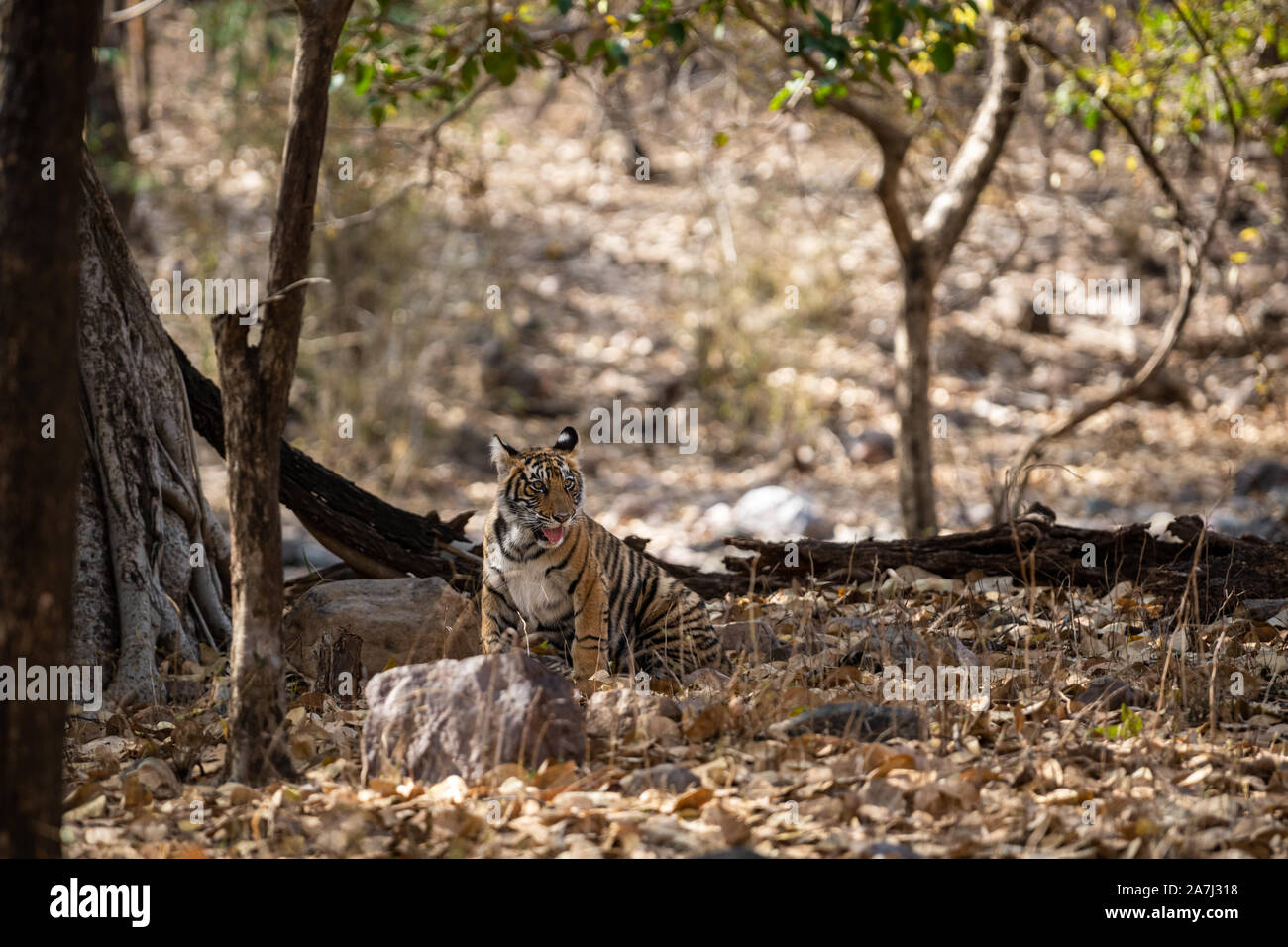 Fearless and bold female tiger cub playing alone and coming head on in ...