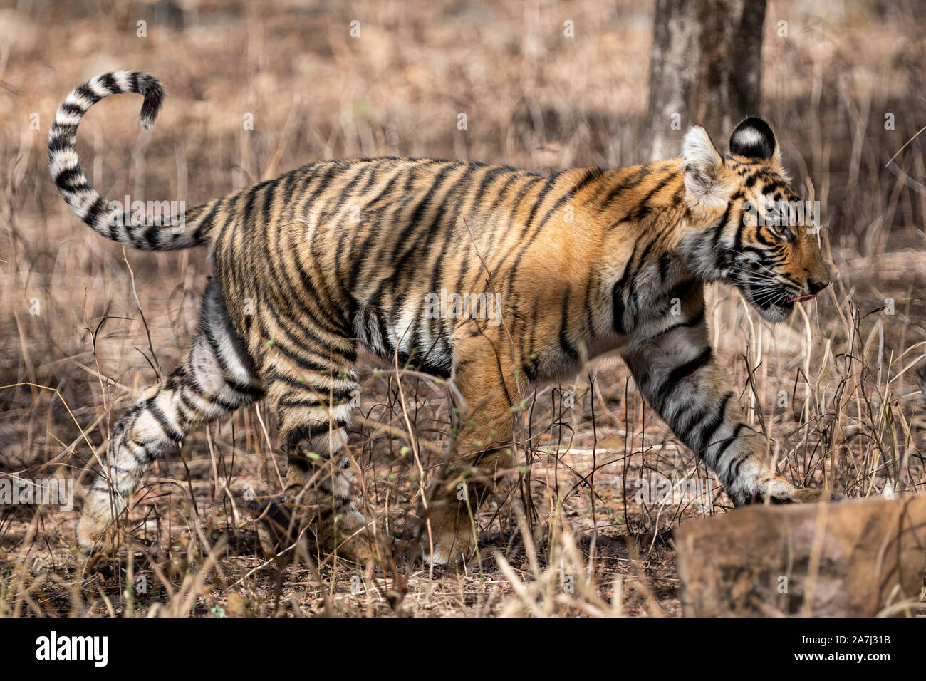 Bold Tigers High Resolution Stock Photography and Images - Alamy