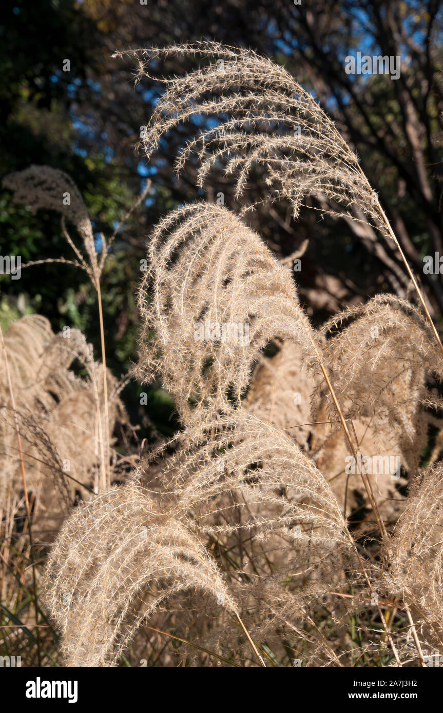 Golden fronds hi-res stock photography and images - Alamy
