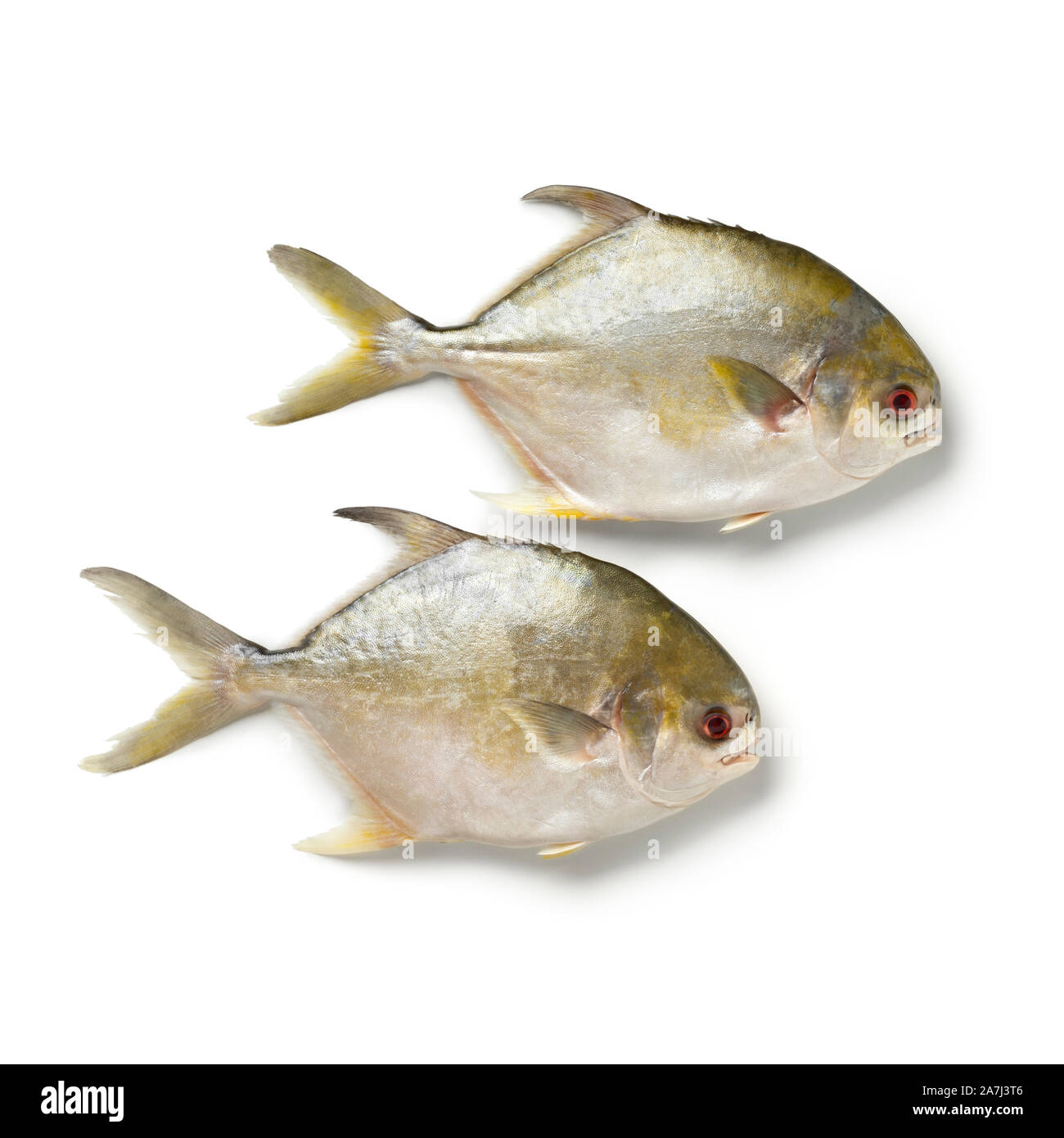 Golden bream Cut Out Stock Images & Pictures - Alamy
