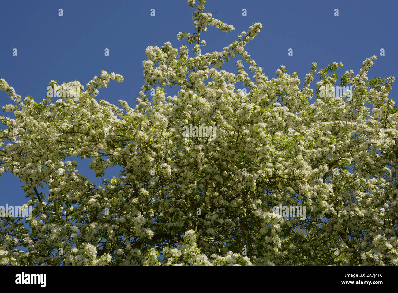 white inflorescence of european crab apple flowers in may, malus ...
