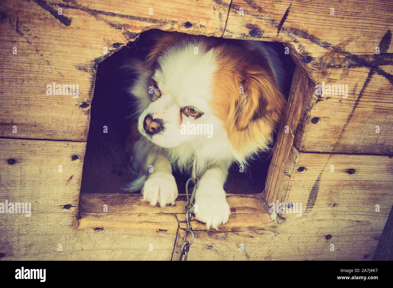 chained dog in doghouse closeup Stock Photo - Alamy