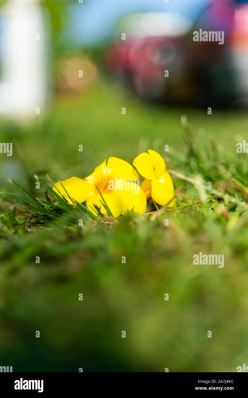 Good ground clear hi-res stock photography and images - Alamy