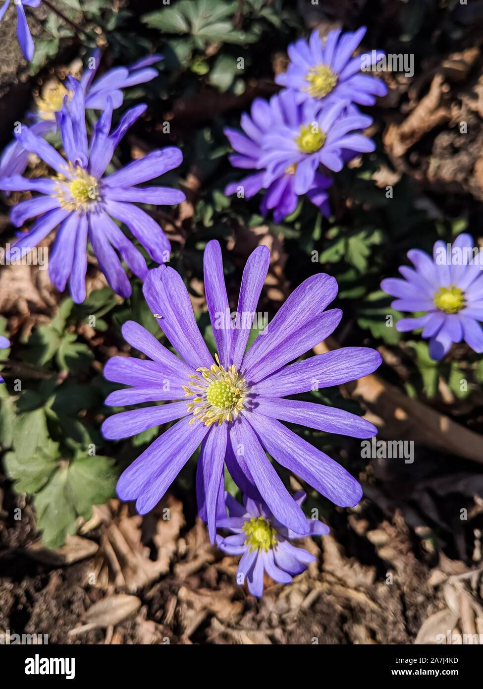 Light blue Anemones Stock Photo - Alamy