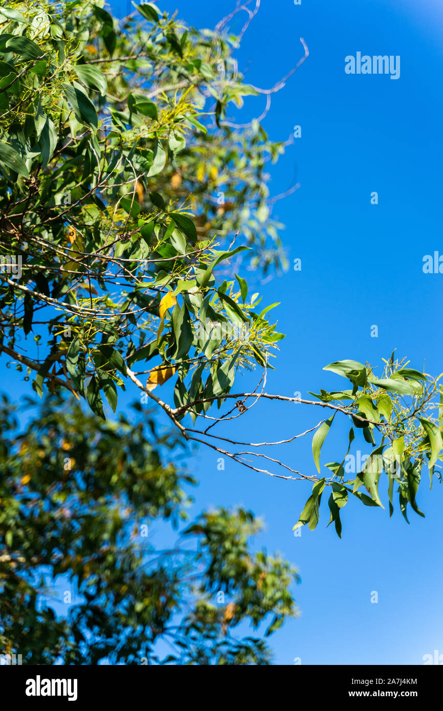 Trees and the sky. Contrasty look Stock Photo - Alamy