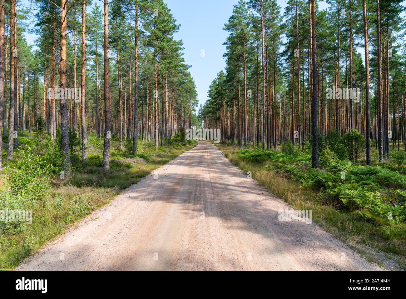 Driving through sweden in hi-res stock photography and images - Alamy