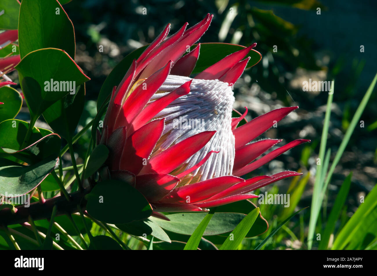 Little prince flower hi-res stock photography and images - Alamy