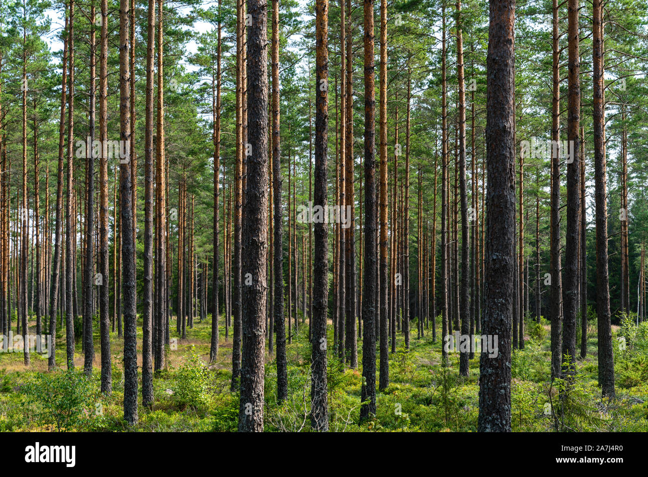Conifers in a Forest in Southern Sweden Stock Photo - Alamy